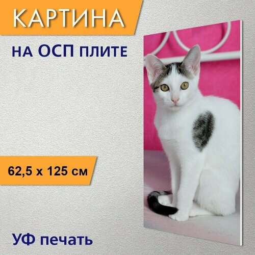 Вертикальная картина на ОСП "Кот, домашнее животное, домашняя кошка" 62x125 см. для интерьериа