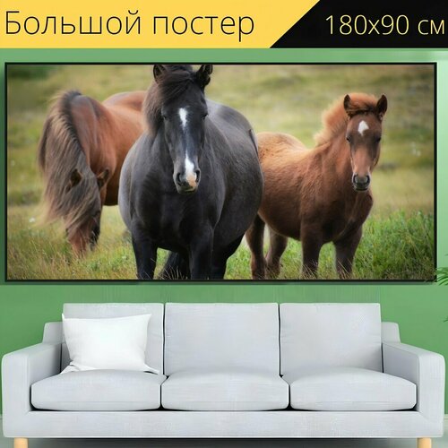 Большой постер "Исландия, исландская лошадь, лошади" 180 x 90 см. для интерьера
