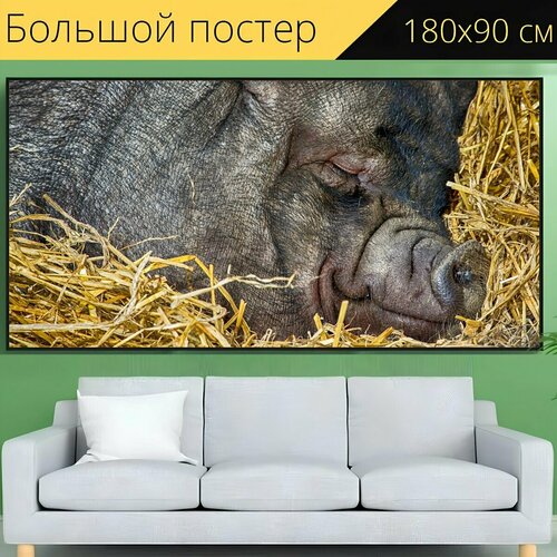 Большой постер "Свинья, ферма, животное" 180 x 90 см. для интерьера