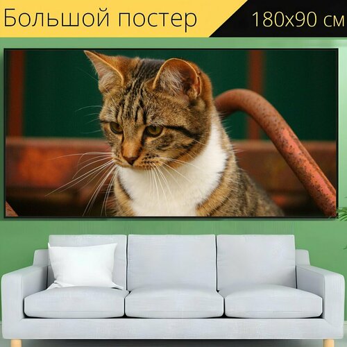 Большой постер "Кот, котенок, морда кошки" 180 x 90 см. для интерьера