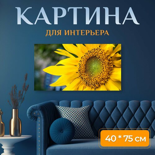 Картина на холсте "Подсолнух, подсолнечник, желтый цветок" на подрамнике 75х40 см. для интерьера