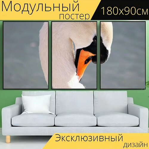 Модульный постер "Белый лебедь, птица, уборка" 180 x 90 см. для интерьера