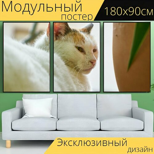 Модульный постер "Кошка, портрет, белый" 180 x 90 см. для интерьера