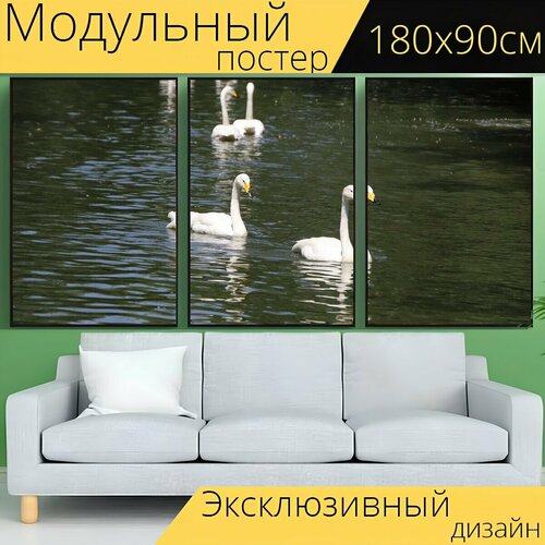 Модульный постер "Лебеди, птицы, пруд" 180 x 90 см. для интерьера