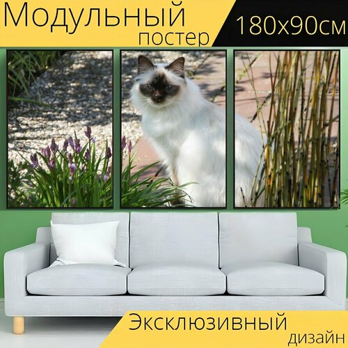 Модульный постер "Священный бирман, кот, кошка породы" 180 x 90 см. для интерьера