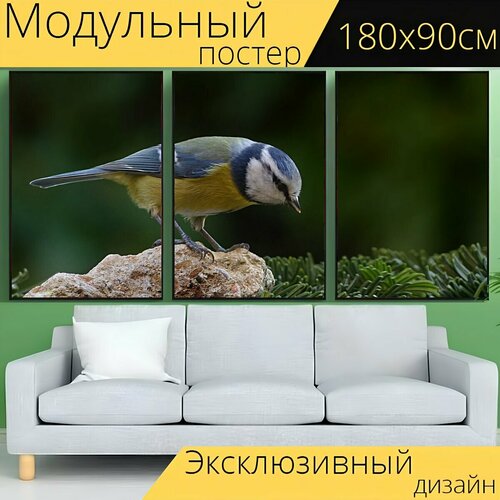 Модульный постер "Птица, синица, лазоревка" 180 x 90 см. для интерьера