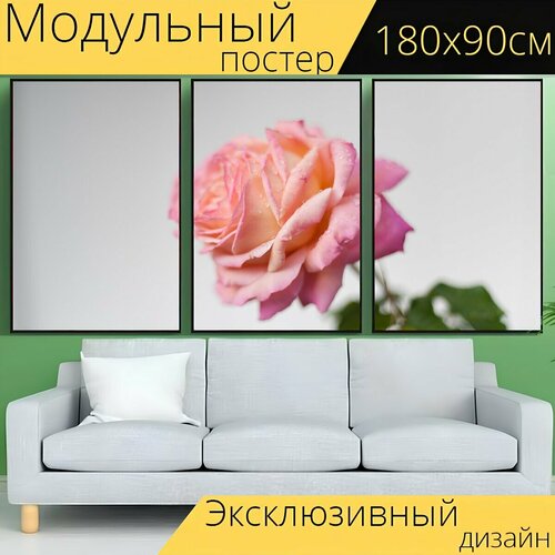 Модульный постер "Цветок, природа, розовая роза" 180 x 90 см. для интерьера