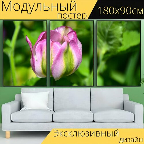Модульный постер "Тюльпан, цветок, расцветает" 180 x 90 см. для интерьера