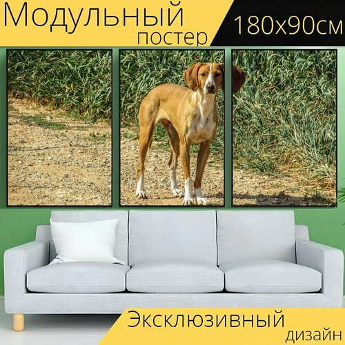Модульный постер "Собака, визла, браун" 180 x 90 см. для интерьера