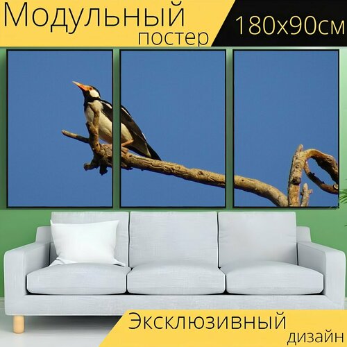 Модульный постер "Птица, пестрая майна, скворец" 180 x 90 см. для интерьера