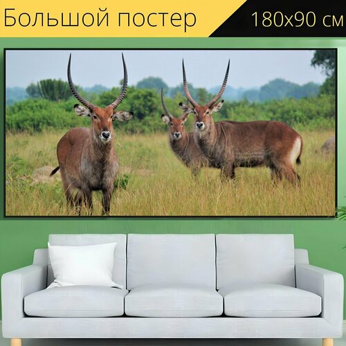 Большой постер "Млекопитающее, трава, дикая природа" 180 x 90 см. для интерьера