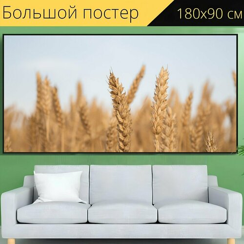 Большой постер "Зерновой, трава, ячмень" 180 x 90 см. для интерьера