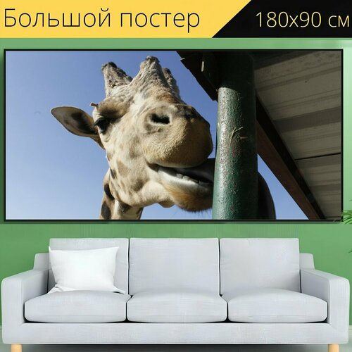 Большой постер "Жирафа, забавное животное, веселая" 180 x 90 см. для интерьера