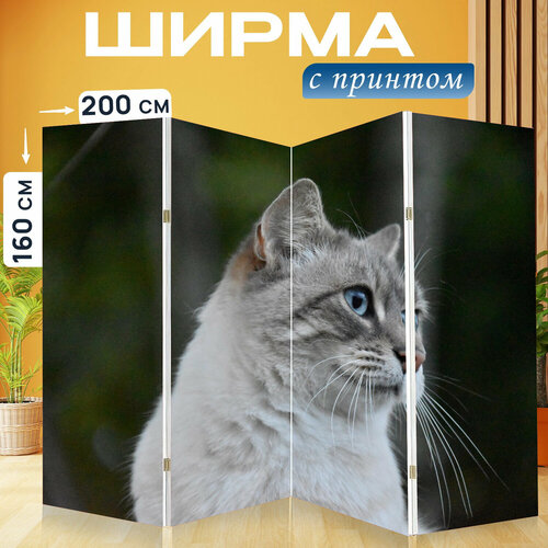 Ширма перегородка с принтом "Кошка, усы, аллея кошка" на холсте - 200x160 см. для зонирования, раскладная