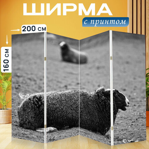 Ширма перегородка с принтом "Овец, животное, млекопитающее" на холсте - 200x160 см. для зонирования, раскладная