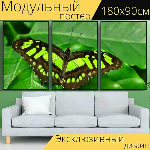Модульный постер "Малахит, бабочка, сипроэта" 180 x 90 см. для интерьера