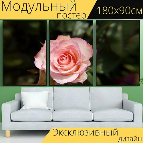 Модульный постер "Роза, персик, красочный" 180 x 90 см. для интерьера