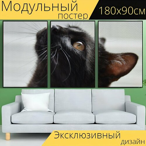Модульный постер "Кошка, чернить, золотые глаза" 180 x 90 см. для интерьера