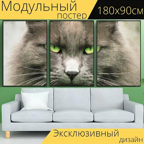 Модульный постер "Домашняя кошка, лицо, домашний питомец" 180 x 90 см. для интерьера