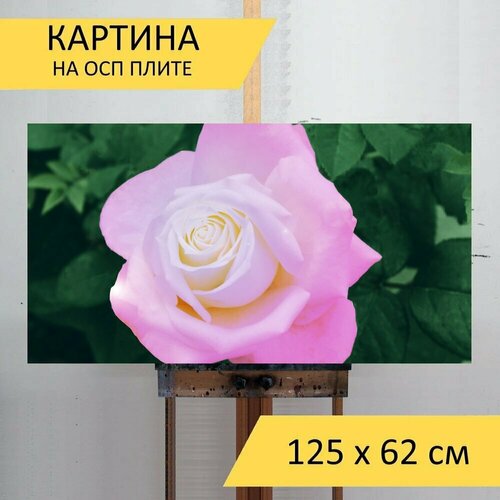 Картина на ОСП 125х62 см. "Молоко розовый, роза, розовый" горизонтальная, для интерьера, с креплениями