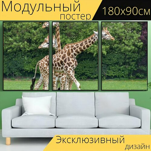 Модульный постер "Жирафы, животные, зоопарк" 180 x 90 см. для интерьера