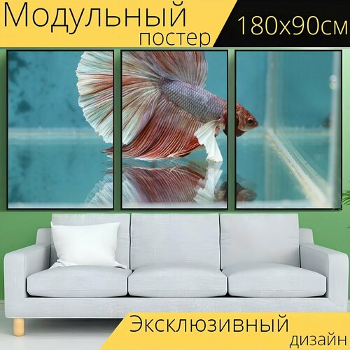Модульный постер "Лаванда полумесяц дамбо, бетта, сиамские бойцовые рыбы" 180 x 90 см. для интерьера