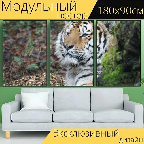 Модульный постер "Тигр, хищник, опасный" 180 x 90 см. для интерьера