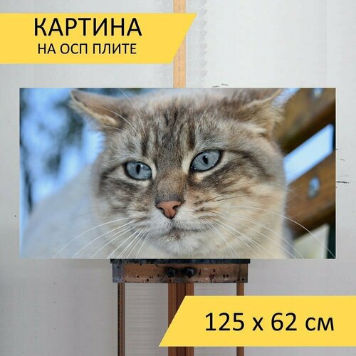 Картина на ОСП 125х62 см. "Кошка, портрет кошки, европейская кошка" горизонтальная, для интерьера, с креплениями