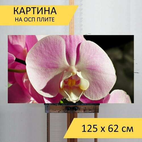 Картина на ОСП 125х62 см. "Ятрышник, цветы, орхидея" горизонтальная, для интерьера, с креплениями