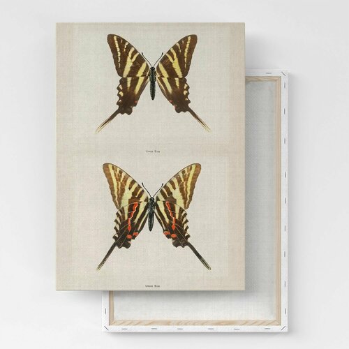 Картина на холсте, репродукция / Гравюры бабочек / Размер 30 x 40 см
