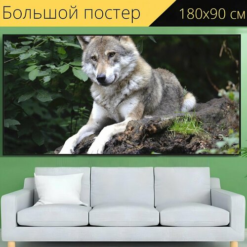 Большой постер "Волк, собачий, лес" 180 x 90 см. для интерьера