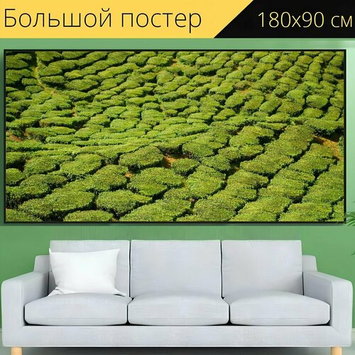 Большой постер "Зеленый, чайное поле, поле" 180 x 90 см. для интерьера