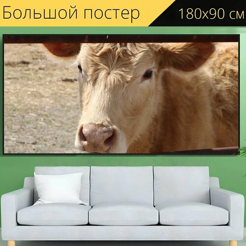 Большой постер "Корова, сельское хозяйство, крупный рогатый скот" 180 x 90 см. для интерьера