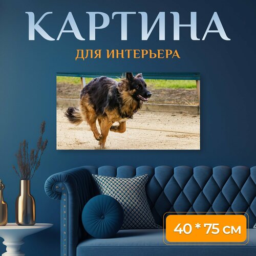 Картина на холсте "Собака, бежит, собачьи бега" на подрамнике 75х40 см. для интерьера