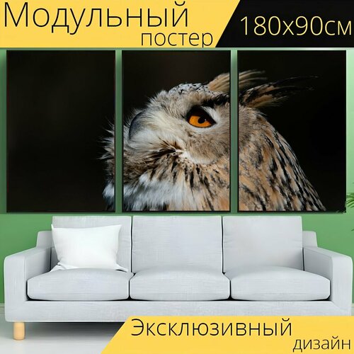 Модульный постер "Сова, сибирский орел, животное" 180 x 90 см. для интерьера