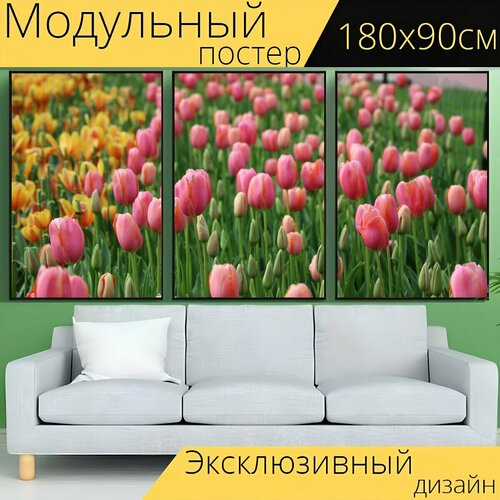 Модульный постер "Тюльпан, цветок, природа" 180 x 90 см. для интерьера