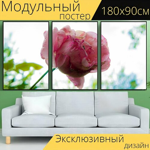 Модульный постер "Розовый, розы, сад" 180 x 90 см. для интерьера