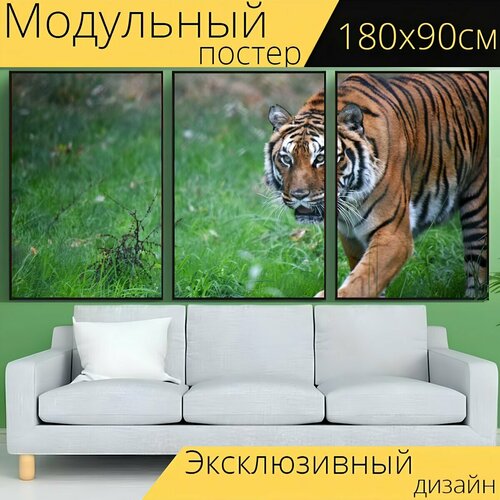 Модульный постер "Тигр, животное, хищник" 180 x 90 см. для интерьера