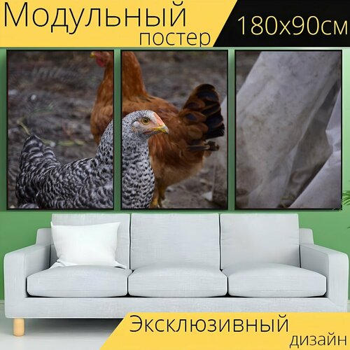 Модульный постер "Курица, браун, пестрый" 180 x 90 см. для интерьера