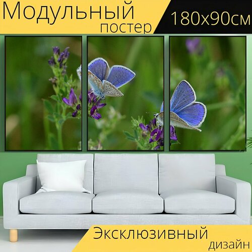 Модульный постер "Бабочки, голубянок, луг" 180 x 90 см. для интерьера