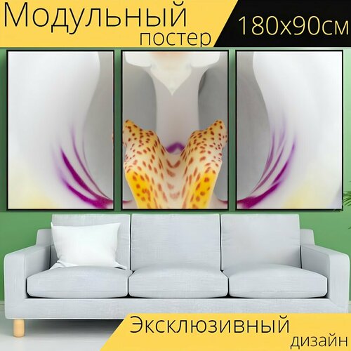 Модульный постер "Цветок, орхидея, цветы" 180 x 90 см. для интерьера