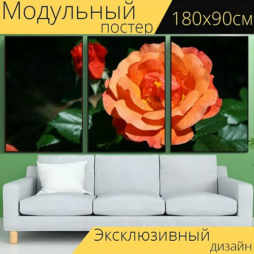Модульный постер "Цветок, апельсин, роза" 180 x 90 см. для интерьера