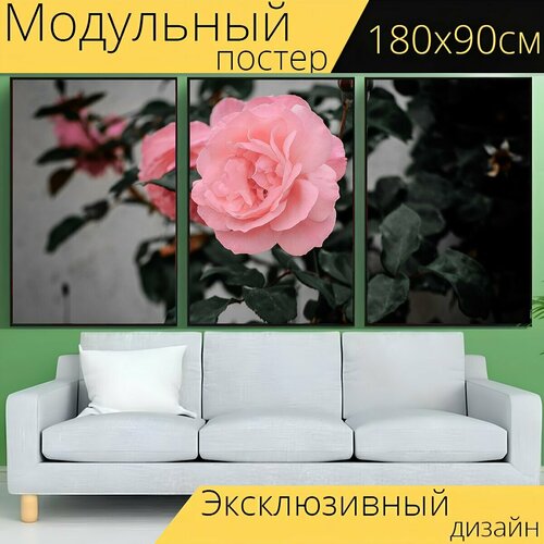 Модульный постер "Цветок, роза, природа" 180 x 90 см. для интерьера
