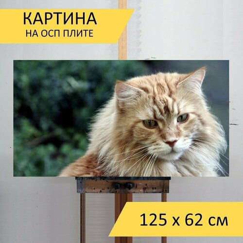 Картина на ОСП 125х62 см. "Мейн кун, кот, морда кошки" горизонтальная, для интерьера, с креплениями