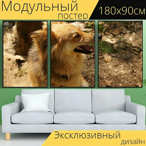 Модульный постер "Собака, домашнее животное, рука" 180 x 90 см. для интерьера