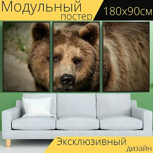 Модульный постер "Бурый медведь, млекопитающее, хищник" 180 x 90 см. для интерьера