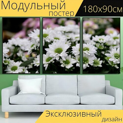 Модульный постер "Хризантема морифолиум, белый, цветок" 180 x 90 см. для интерьера
