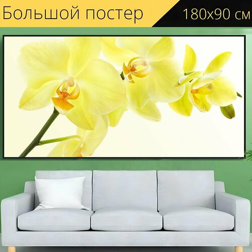 Большой постер "Цветок, орхидея, цвести" 180 x 90 см. для интерьера