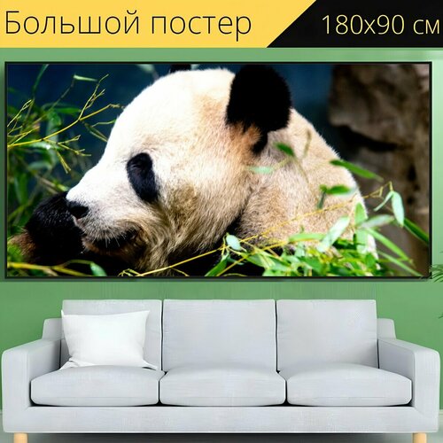 Большой постер "Панда, зоопарк, трава" 180 x 90 см. для интерьера