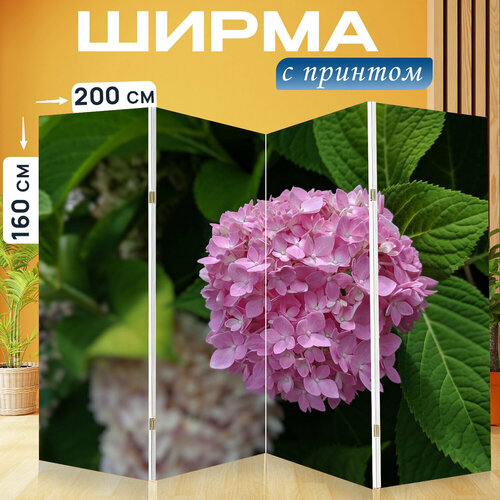 Ширма перегородка с принтом "Гортензия, цветок, цвести" на холсте - 200x160 см. для зонирования, раскладная